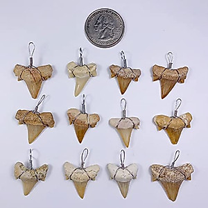 Genuine Fossil Shark Teeth Wire Wrapped for Pendants Bulk 12 Pack