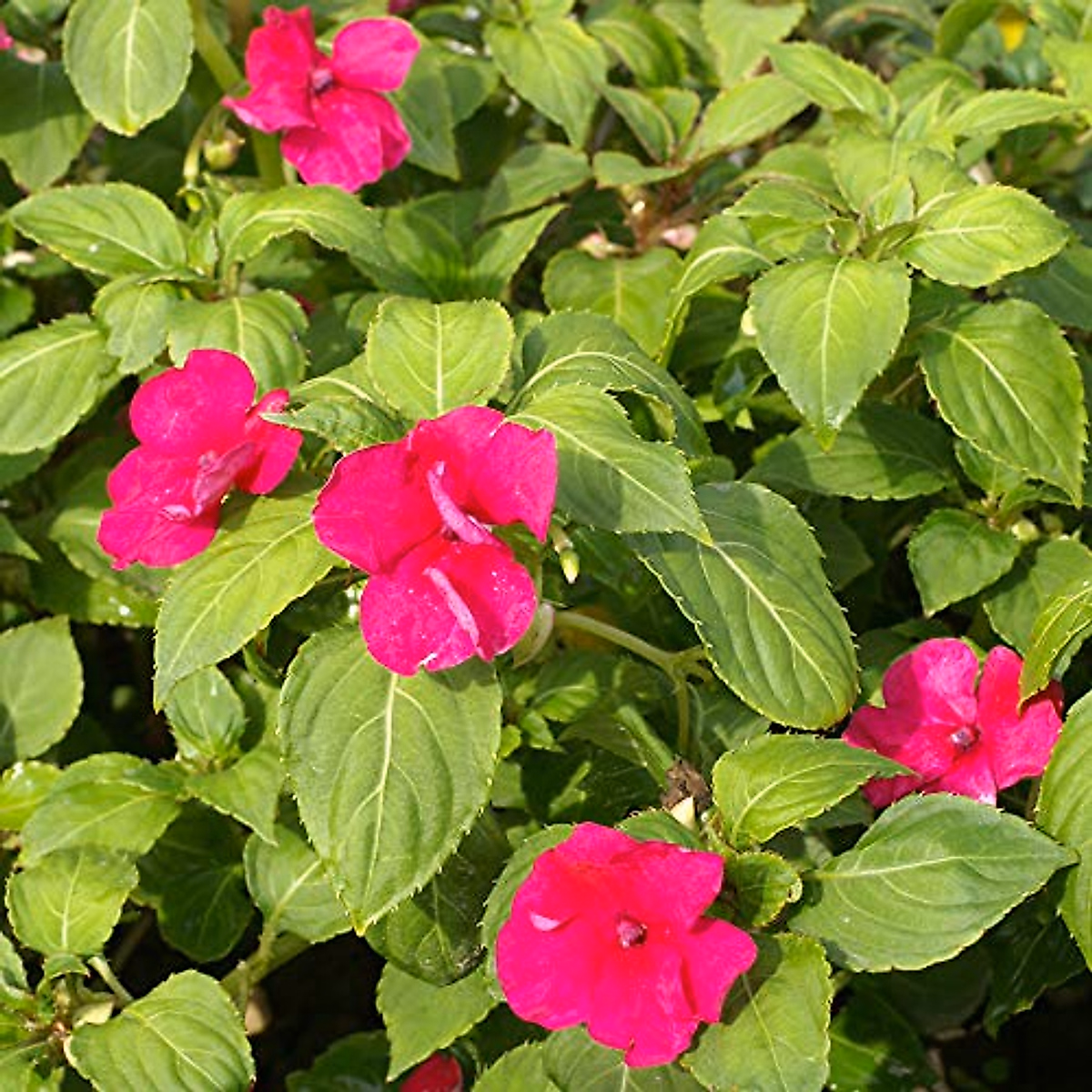 Outsidepride Impatiens Baby Carmine Garden Flower Plants for Pots, Hanging Baskets, Containers, Window Boxes - 2000 Seeds