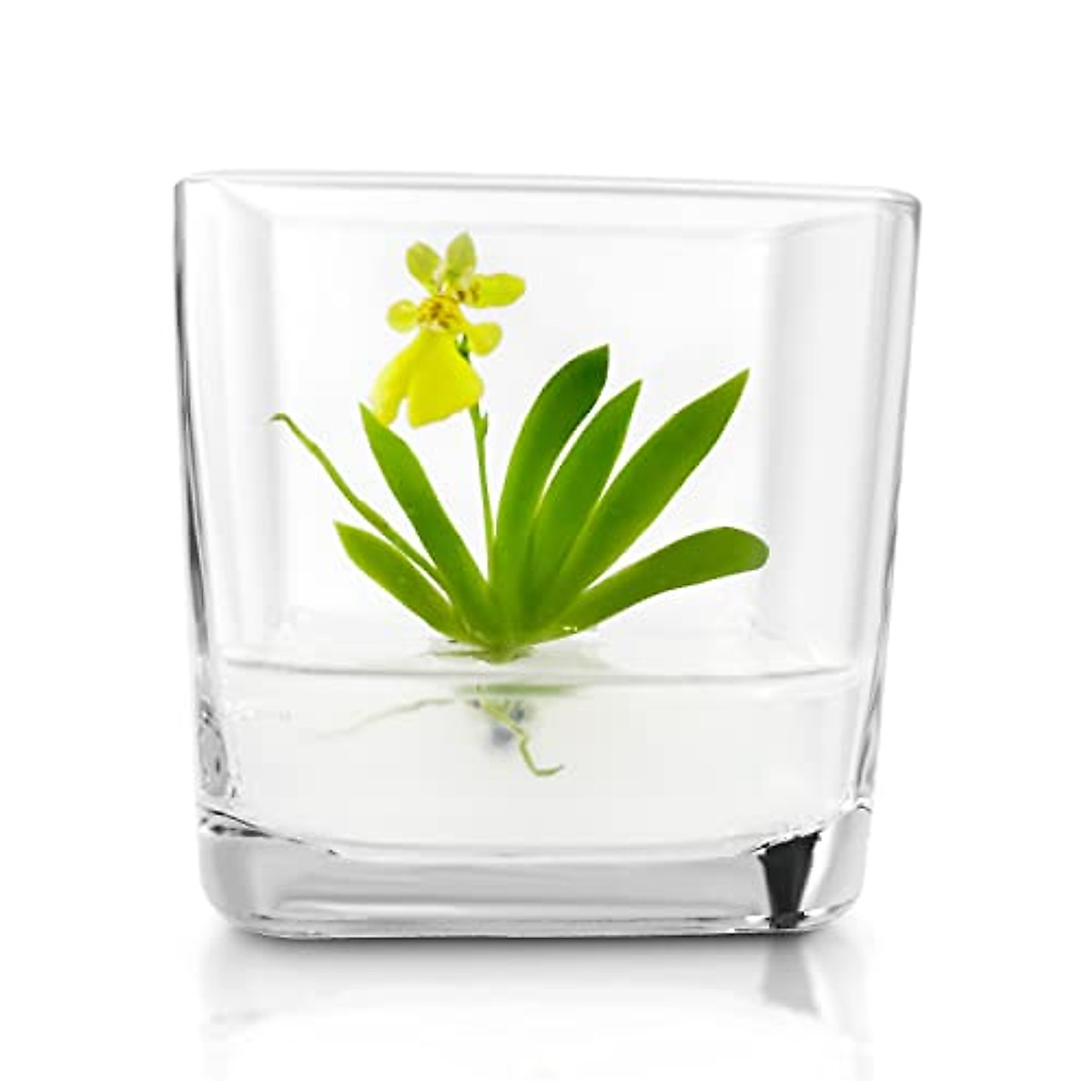 BLOOMIFY Miniature Orchid Terrarium, Open Pot Design, Maintenance Free, 3" Glass Votive