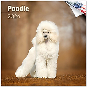 2023 2024 Poodle Calendar - Dog Breed Monthly Wall Calendar - 12 x 24 Open - Thick No-Bleed Paper - Giftable - Academic Teacher's Planner Calendar Organizing & Planning - Made in USA