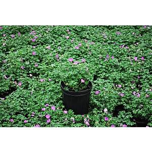 Perennial Farm Marketplace (Cranes Bill) Groundcover, Size-#1 Container Geranium s. 'Max Frei', Deep Magenta Flowers