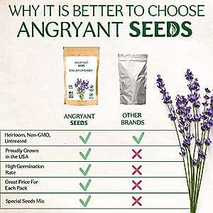 English Lavender Seeds for Planting Medicinal Herb Garden - 1,200 Heirloom, Non-GMO, Untreated Seeds - 100% USA Grown - Easy to Grow Perennial Violet-Purple Flowers - Suitable for Indoors and Outdoors