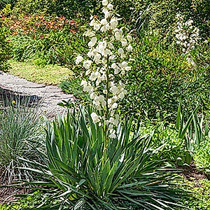 Outsidepride Perennial Drought Tolerant Yucca Filamentosa Adam's Needle Garden Plant Seeds - 100 Seeds