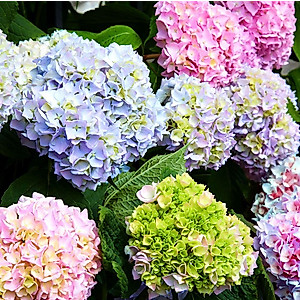 10 Pcs Mixed Color Multicolor Hydrangea Macrophylla Seed Bonsai Flower Plant Wedding Seeds