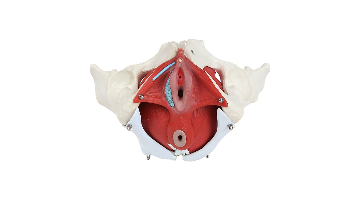 Female Pelvis Anatomy Model - Life-Size with Removable Organs | Axis ...