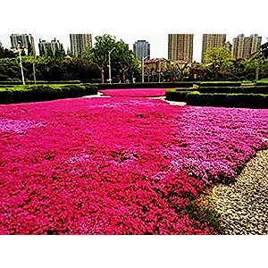 Seeds Of Strength Thyme Seeds - 2000 Mix Red Creeping Thymus Ground Cover Bulk for Planting Flower Home Garden