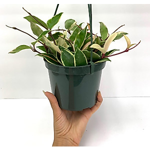 Tricolor Hoya Krimson Queen, Hoya Carnosa Variegata Tricolor Hoya Ships from CA (4" Pot)