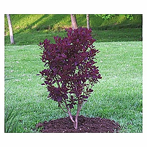 Royal Purple Smoke Tree - 1 Gallon, 3'-4'ft Tall - Established Potted Plant - Continus Coggygria - Fast Growing Tree, Fall Color, Spring Blooms