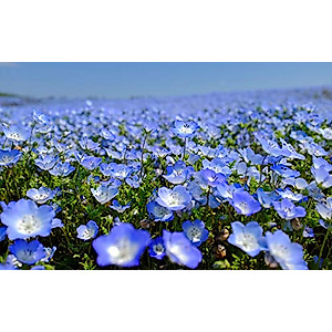 "Baby Blue Eyes" Baby's Breath Seeds for Planting, 1500+ Wildflower Seeds Per Packet, Non GMO Seeds, Scientific Name: Nemophila menziesii, Great Home Flower Garden Gift