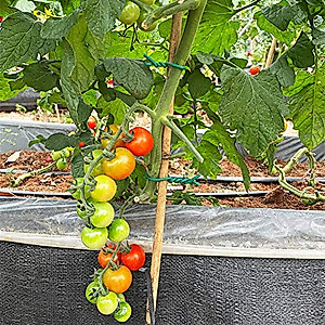 Tenn Well 3.5mm Garden Wire, 52 Feet Soft Plant Ties for Climbing Plants, Plant Training Wire for Tomato, Climbing Roses, Vines and Cucumbers (2PCS X 26 Feet, Green)