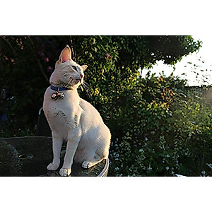 2 Extra Loud Cat & Dog Bells | Pet Tracker | Save Birds & Wildlife | Luxury Handmade Copper | Beau's Bells (Medium)