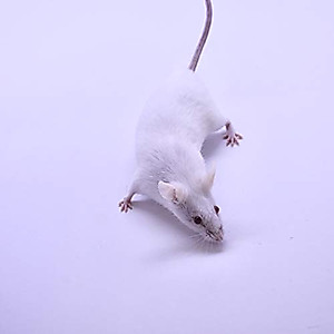 MiceDirect 40 Large Adult Mice: Pack of Frozen Large Adult Feeder Mice - Food for Corn Snakes, Ball Pythons, Lizards and Other Pet Reptiles - Freshest Snake Feed Supplies