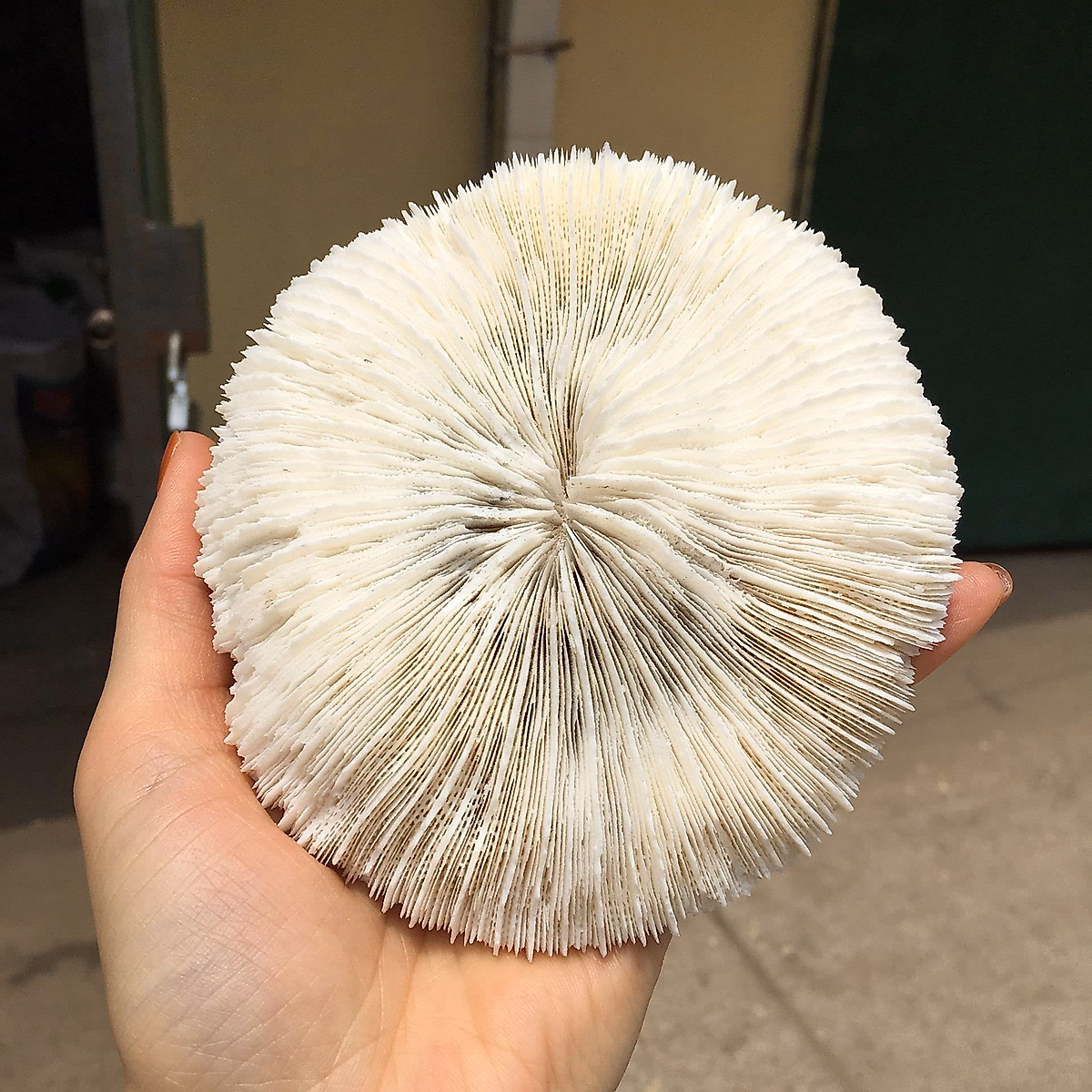 SAIYI White Coral Sea Round Mushroom Coral Natural Artifical Fish Aquatic Pet Supplies Aquarium Landscape Tank Ornaments 8 to 10cm Beautiful