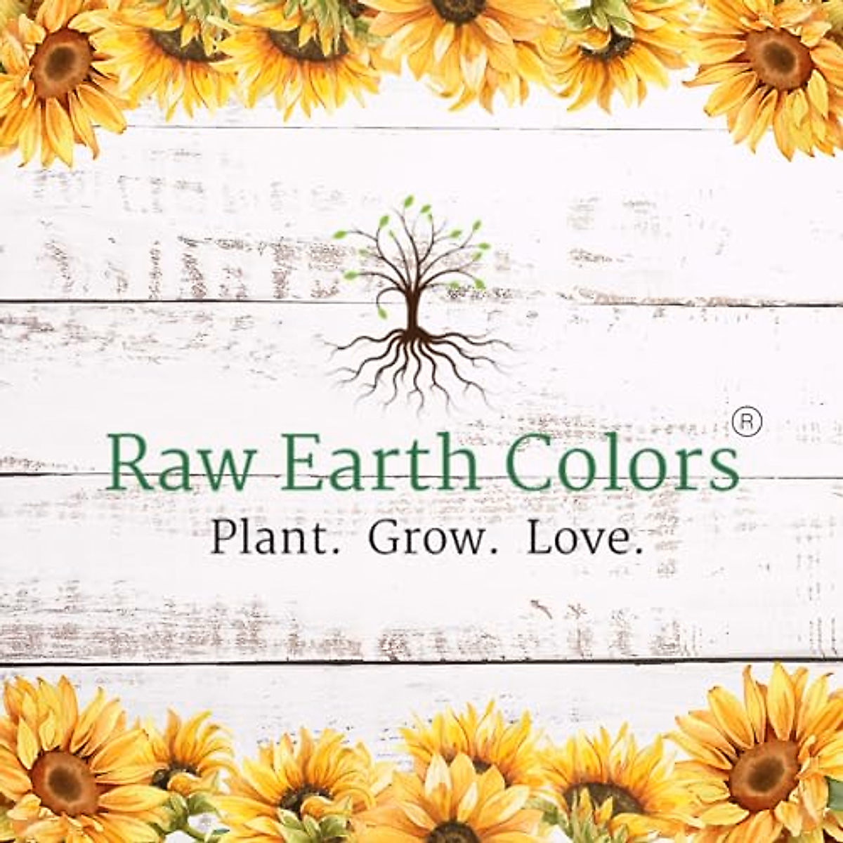 Dwarf Sunflower Seeds for Planting - to Plant and Grow Teddy Bear and Sunspot in Your Flower Garden.