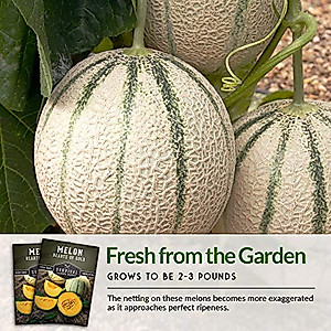Survival Garden Seeds - Hearts of Gold Melon Seed for Planting - Packet with Instructions to Plant and Grow Sugar Sweet Cantaloupe Fruit in Your Home Vegetable Garden - Non-GMO Heirloom Variety