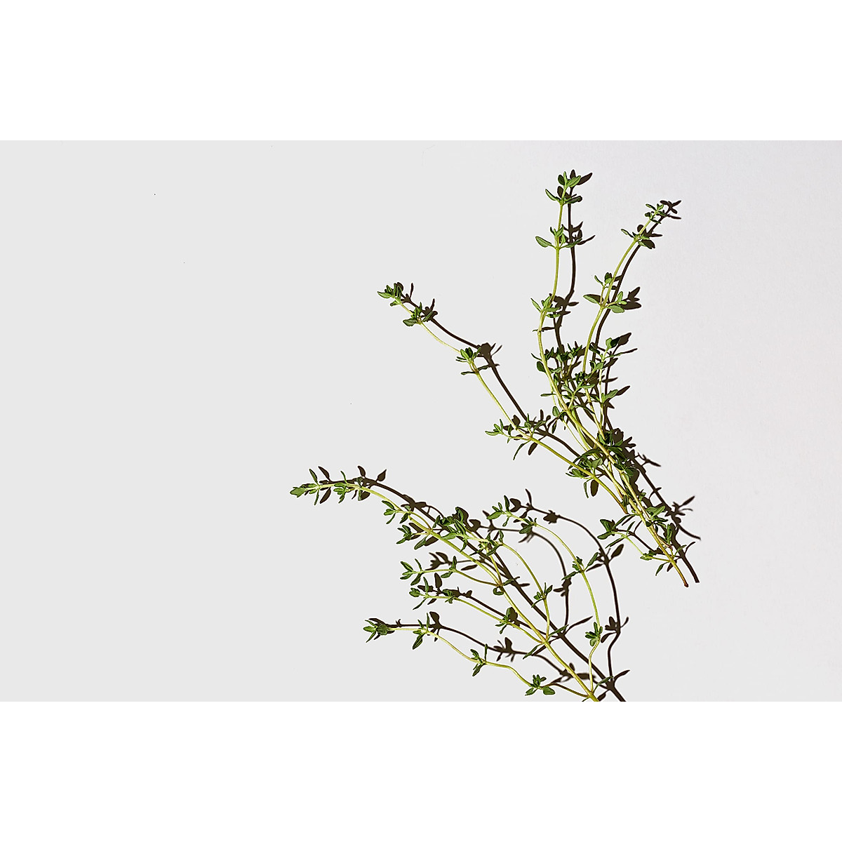 LATHER Mint Thyme Shampoo Hair Wash - Invigorating Sulfate-Free Gentle Shampoo - Natural Shampoo With Peppermint Oil, Green Tea, Mint & Thyme - 8 Oz Bottle