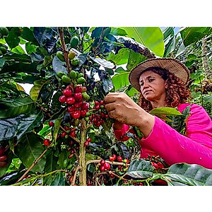 Cafe Don Pedro American Roast Naturally Low Acid Coffee - Large Can - Coffee Grounds for Sensitive Stomachs - Delicious Medium Roast Stone Ground Coffee