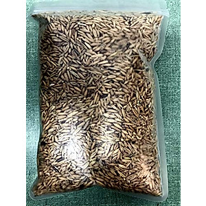 Cat Grass(Sweet Oats for Cats) 1LB (3000 + Seeds) -Easy Grow Greens-Great Value!