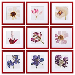 eletecpro 12x12 Colorful Picture Frames 9 Pack, Matted to 8x8 Photos, Stylish Gallery Wall Frame Set for Wall Hanging, Vibrant Square Red Frames for Modern Room Decor, Chic Christmas Gift