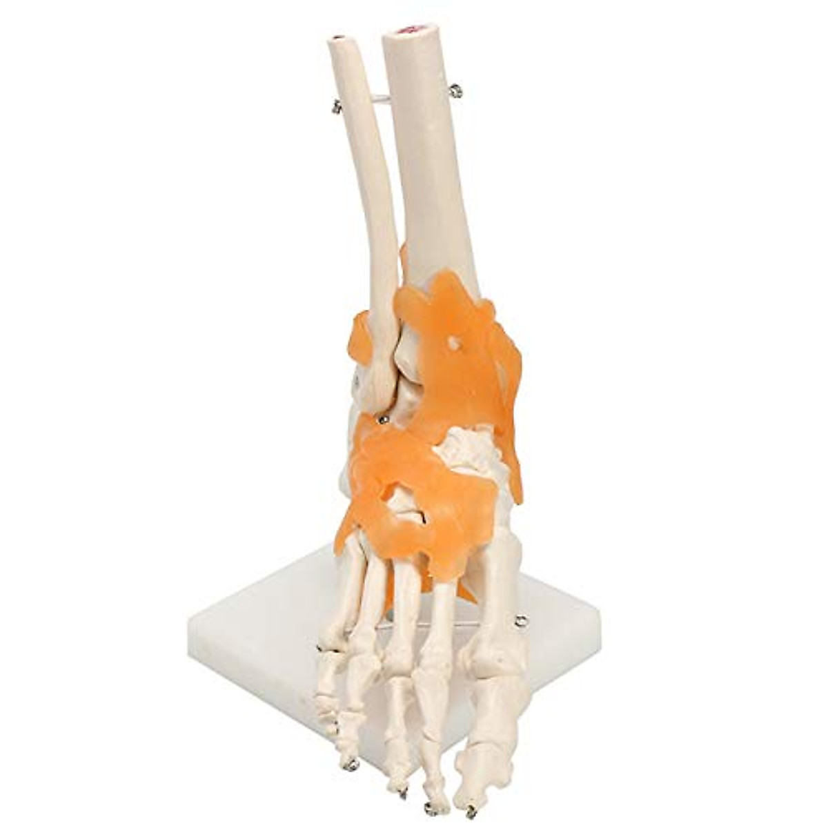 Life Size Human Foot Joint Model with Ligaments Human Anatomical Teaching Model