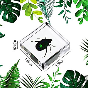 8 Pcs Insects in Resin Specimen Bug Collection Paperweights Bug Toys Preserved in Resin Specimen Bug Kit Specimen Sea Life Insect Toys Real Bug Specimen Bug Scientific Educational Toy, 8 Styles