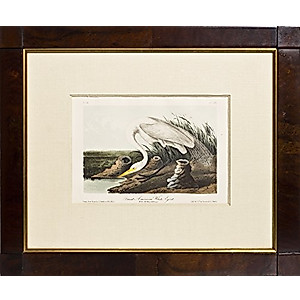 Great American White Egret