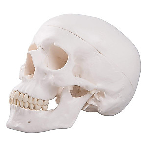EUDDOO Human Skull Anatomical Model, Life Size Replica Adult Human Anatomy Head Model with Removable Skull Cap and Articulated Mandible, Labeled Diagram Poster Included