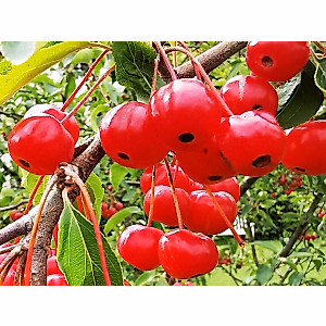 2 Live Plants Sargent Crab Apple Tree Quart Pot Malus Sargentii Tree Crabapple Plant Appletree of Sargent