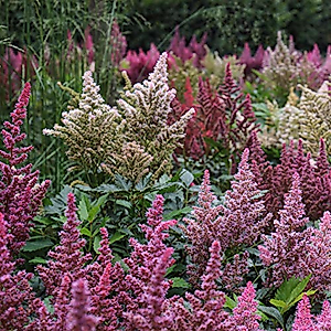 Outsidepride Astilbe Arendsii Bunter Garden Flower Plant Seed - 2000 Seeds