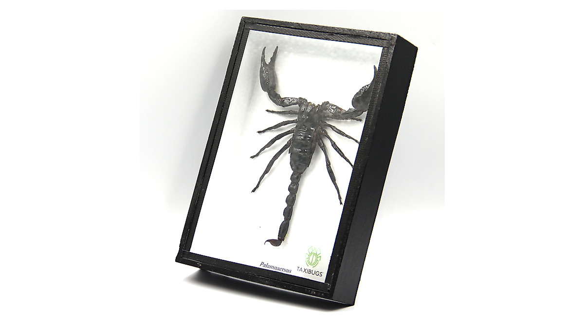 Real Exotic Poisonous Scorpion Preservation Collectible | TAXIBUGS