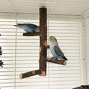 kathson Parrots Perch Natural Fruit Wood Stand Toy Branch Paw Grinding Standing Climbing Toy Cage Accessories for Small and Medium Birds,Parakeets,Lovebirds,African Grey,Cockatiels