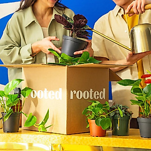 Rooted Mini Monstera, Rhaphidophora tetrasperma, Live, Live Indoor, Home Decor, Easy to Grow, Easy to Care, Outdoor Garden and Low Maintenance Houseplant, 4 inch Pot