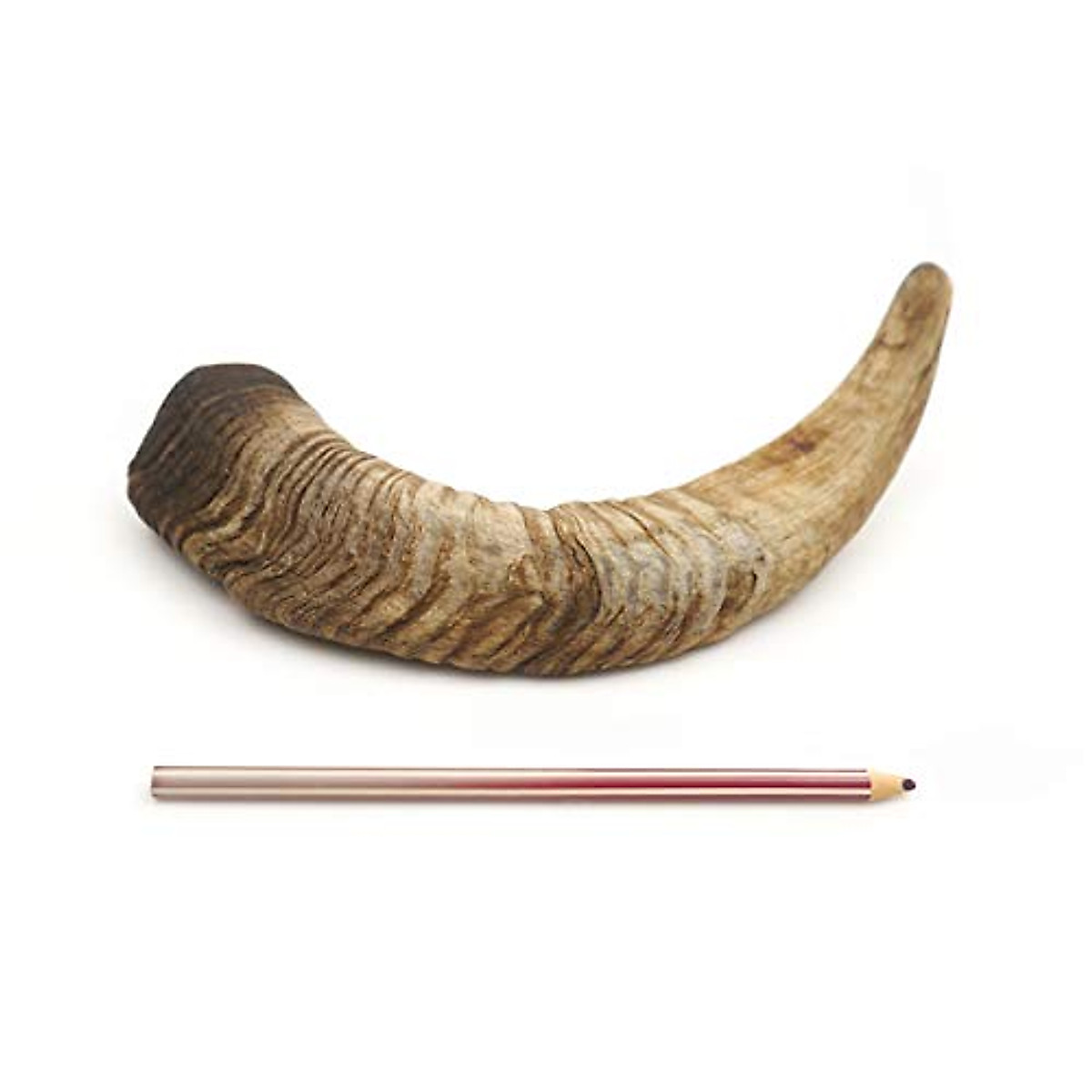 Herders Choice Chews Dried Goat Horns (Medium 2 pcs.)