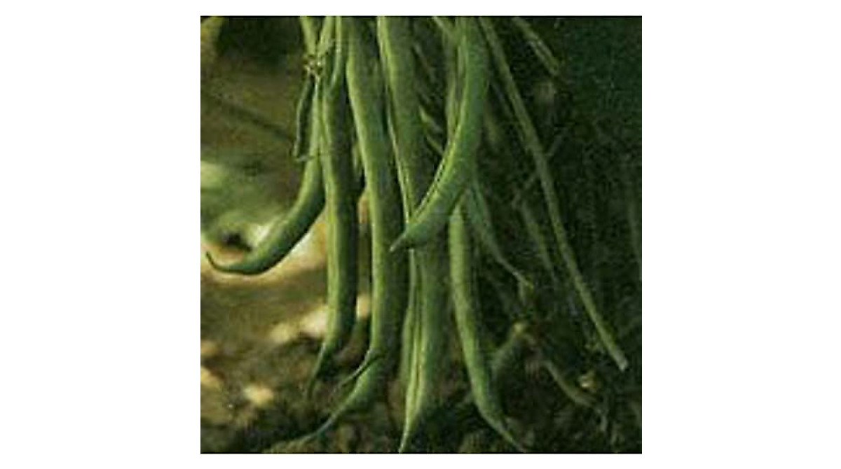 Pink Half Runner Beans Seeds - Non GMO for Home Gardens