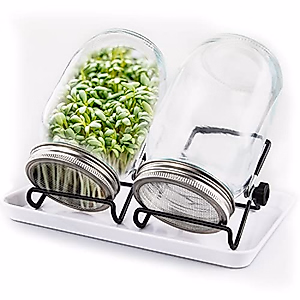 C CRYSTAL LEMON Sprouting Jar Kit – Sprouts Growing Kit with 32oz Glass Sprouting Jars with Screen Lids, Jar Stands, Drip Tray – Indoor Grow Kit for Alfalfa, Beans, Broccoli, Microgreens