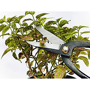 7.3” Bonsai Scissors, for Bonsai Gardening. Bonsai Shears. Bonsai Pruning with a High Carbon Steel Blade. Ergonomic Design That Provide Precision Trimming.