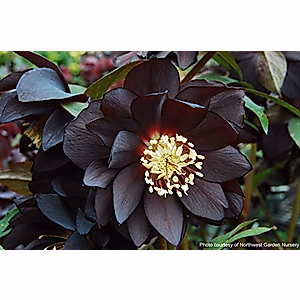 Perennial Farm Marketplace Helleborus x W.J. 'Onyx Odyssey' (Lenten Rose) Perennial, 1 Quart, Near Black Flowers