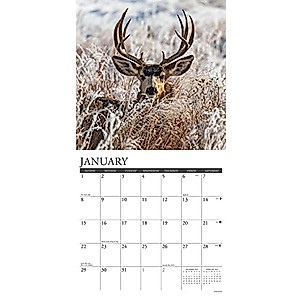 Mule Deer 2023 Wall Calendar