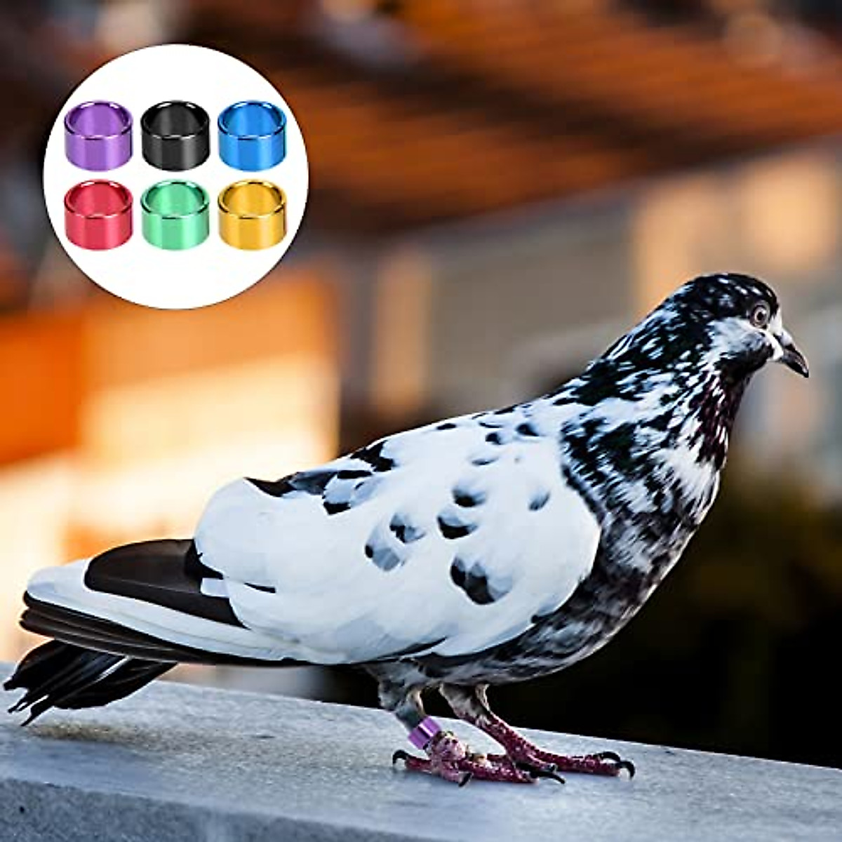 HANABASS 18pcs Aluminium Pigeon Leg Rings Dove Leg Rings Identify Bands Training Identify Birds Foot Ring for Pigeons Lovebird Coturnix Quail Chicken Goose Gamefowl Turkey Multicolor