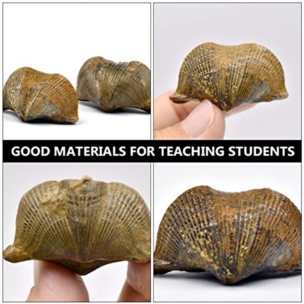 Baluue 2pcs Fossil Model Animal Skeleton Brachiopod Tail Fossil Ornaments for Home Office Decor Craft Classroom Teaching Prop 4X2cm