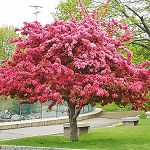 QAUZUY GARDEN 30 Seeds Flowering crabapple Seeds Crab Apple Malus Prairiefire Tree Shrub Bush Seeds- Striking Flowering Landscape Plant- Easy to Grow & Maintain