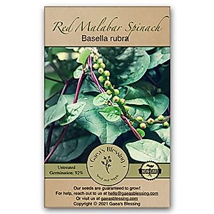 Gaea's Blessing Seeds - Red Malabar Spinach Seeds - Non-GMO Seeds with Easy to Follow Planting Instructions - Heirloom Red Stemmed Malabar - 93% Germination Rate