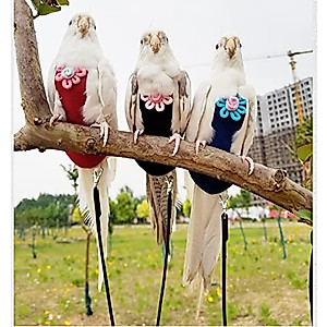 Yu~'s north Bird Diaper Harness Flight Suit Clothes with Flying Leash for Parrots Cockatiel Pet Birds, Parrot Clothes, Bird Training Nappy Suit Liners Clothes (M, Red), Medium