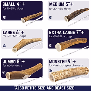 Devil Dog Pet Co. Elk Antlers for Dogs, Large 6"+, 1 Pack, Grade A Long Lasting Chew for Aggressive Chewers, Premium USA Naturally Shed Antler – Healthy, No Odor, Durable Dog Chew