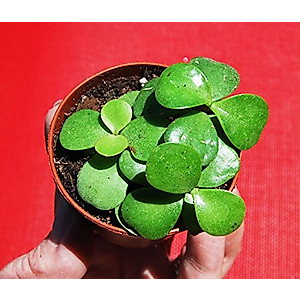 Elephant Bush - Portucalaria Afra Solid Green Bonsai – Mini Jade Tree Plant