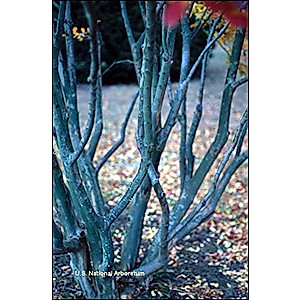 Large HOPI Crape Myrtle, 2-4ft Tall When Shipped, Matures 8-10ft, 1 Tree, Beautiful Bright Pink, (Shipped Well Rooted in Pots with Soil)
