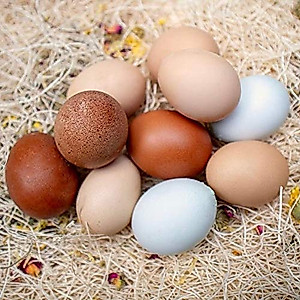 My Favorite Chicken Poultry Nest Box Herbs - Certified Organic Aromatic Nesting Herbs for Hens