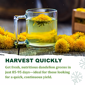 TKE Farms & Gardens - Dandelion Seeds for Planting, 500 Mg, 500+ Non-GMO, Heirloom Seeds, Produces Medicinal Greens & Edible Flowers, Supports Wildlife & Pollinators, Herbal Teas