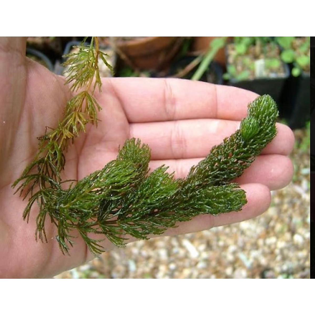 Marcus Fish Tanks Hornwort Coontail Ceratophyllum Easy Live Aquarium Plant Oxygenating Pond Plant Buy 2 GET 1 Extra