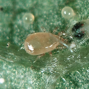 25,000 Predatory Mites Amblyseius Swirskii Bottle